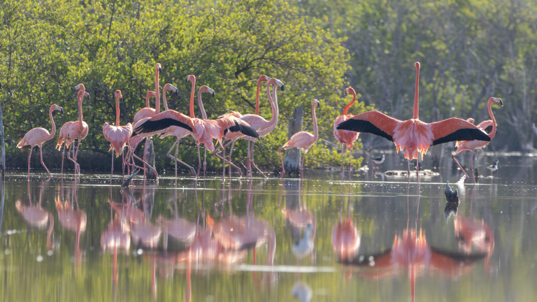 Liberan 44 flamencos en Montecristi del proyecto Rescate Rosado - EnterateRD.com